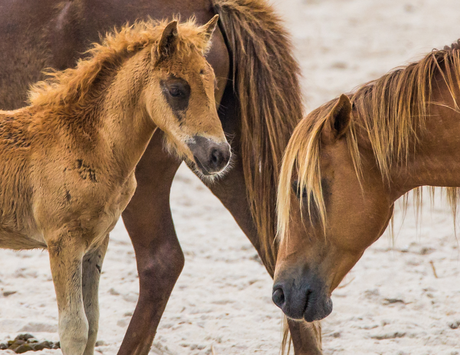 Photos of Assateague Maryland Ponies on the Beach for Sale